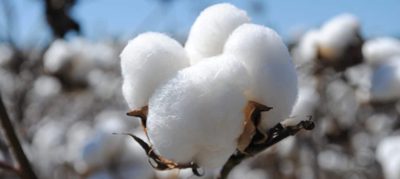 Tout savoir sur le coton bio - Les Mouettes Vertes