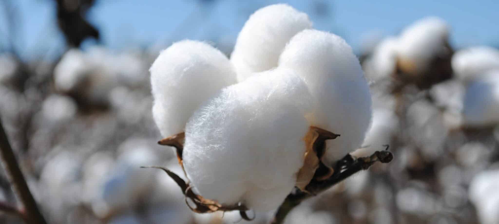 Tout savoir sur le coton bio - Les Mouettes Vertes